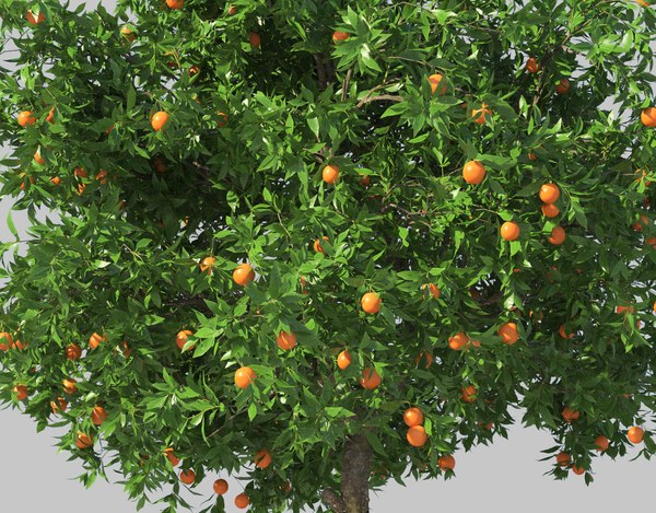 orange tree 3d model