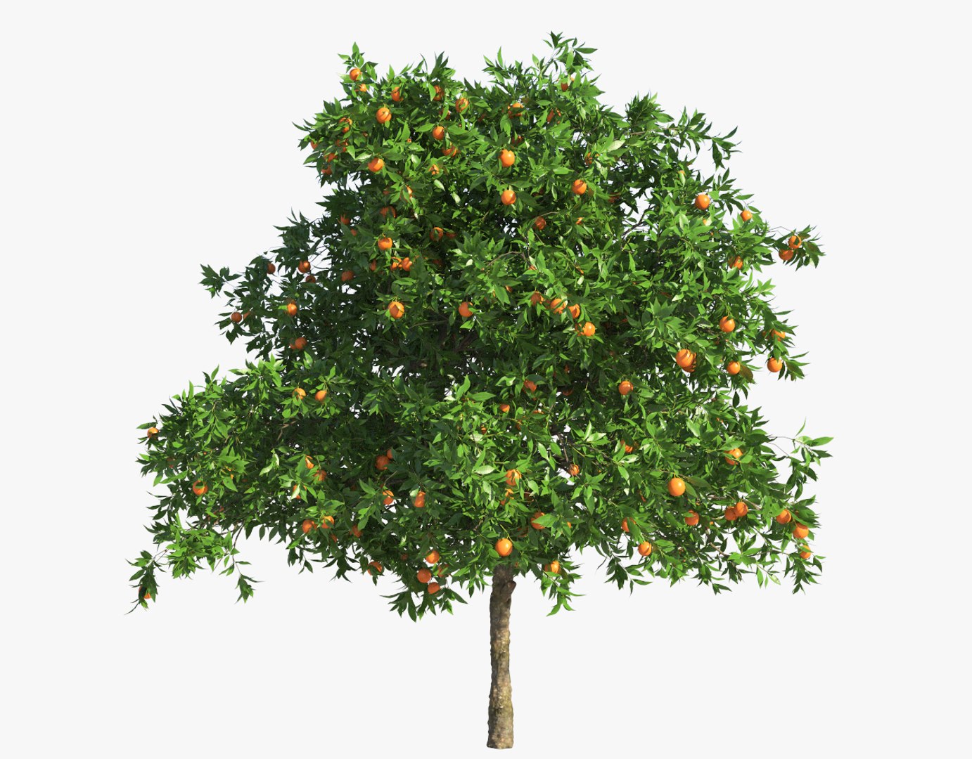 orange tree 3d model