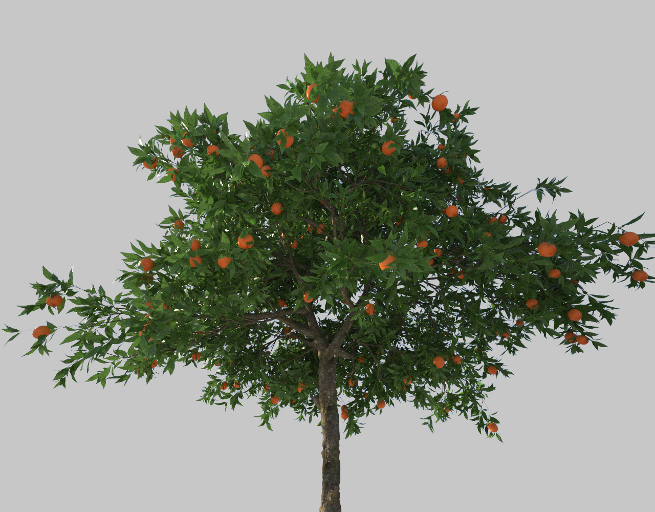 orange tree 3d model