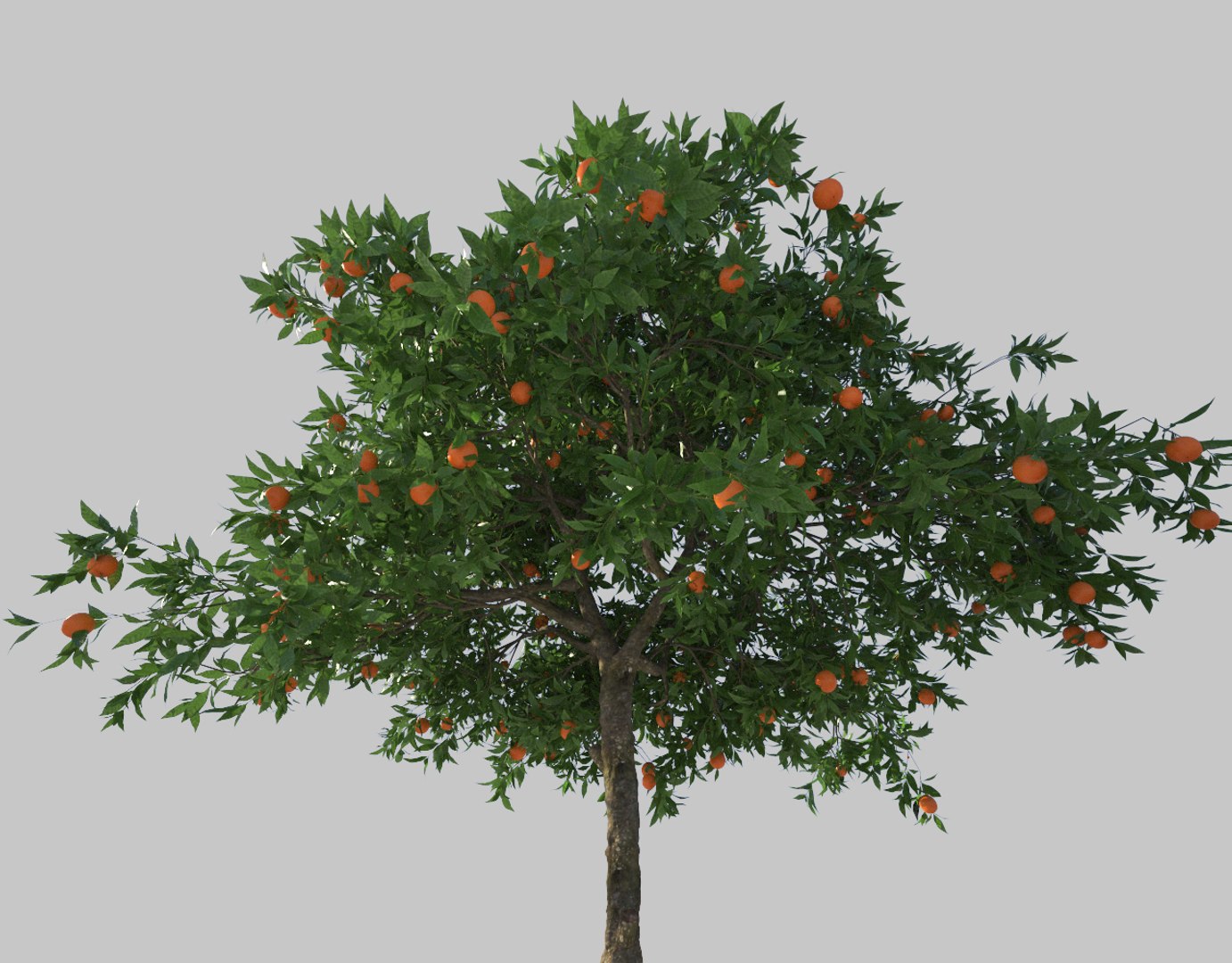 Orange Tree 3d Model