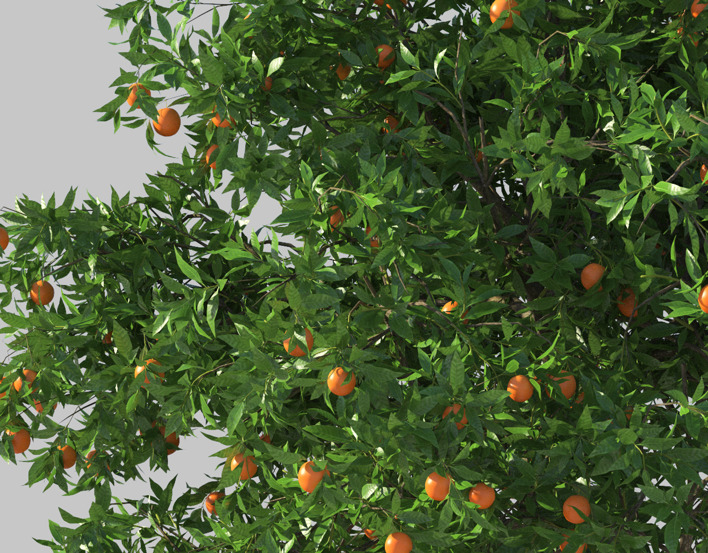 orange tree 3d model