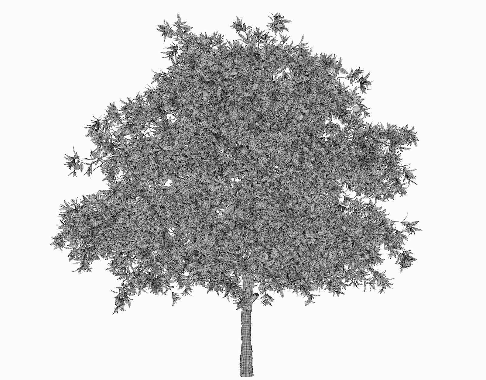 orange tree 3d model