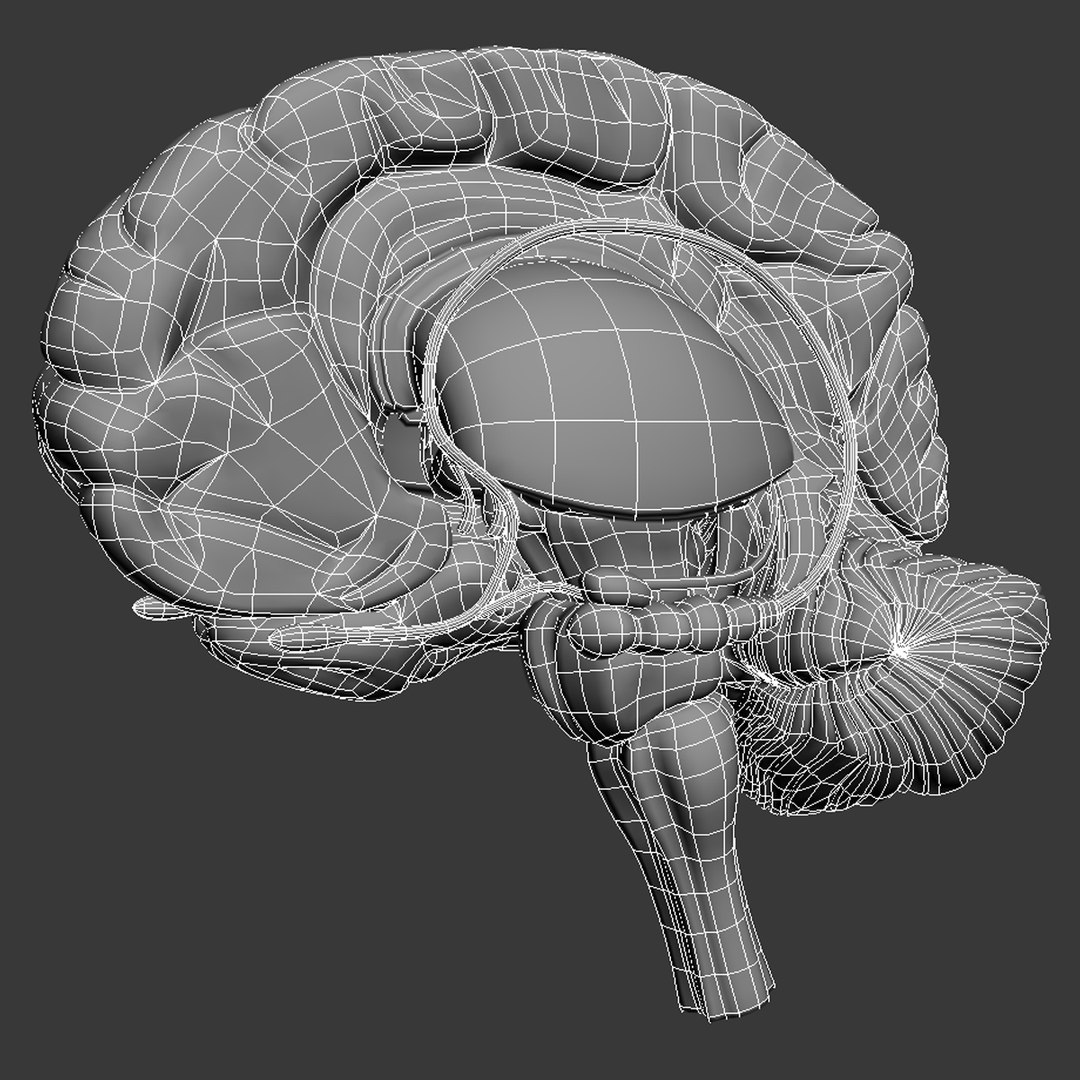 3ds Max Human Brain