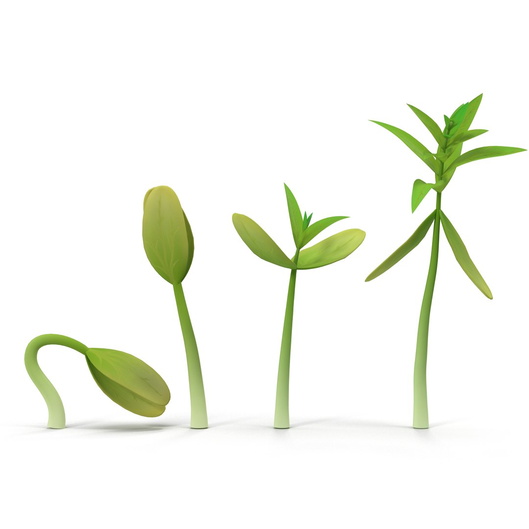 3d Sprouts