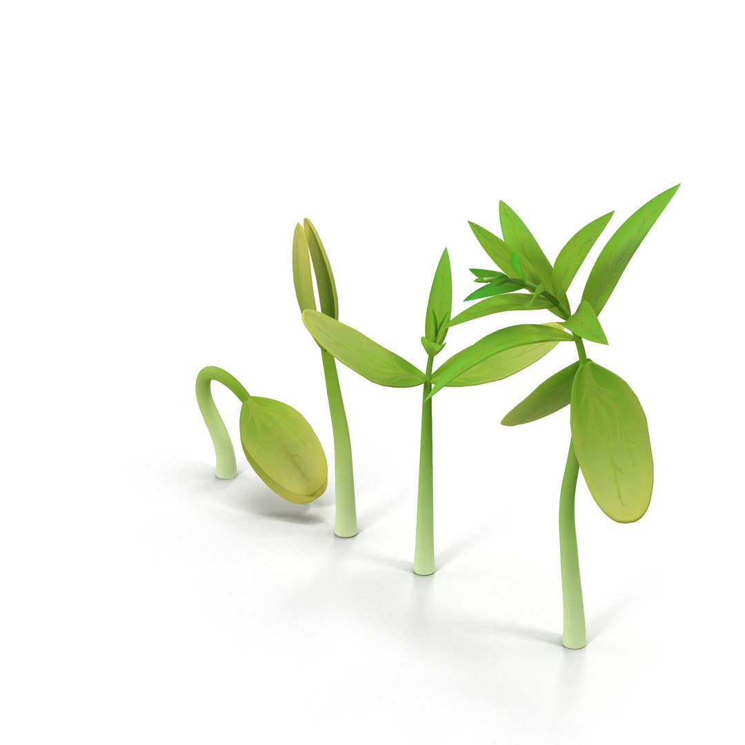 3d Sprouts