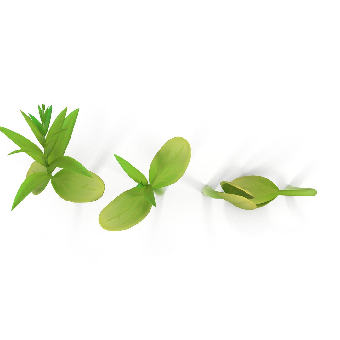 3d Sprouts