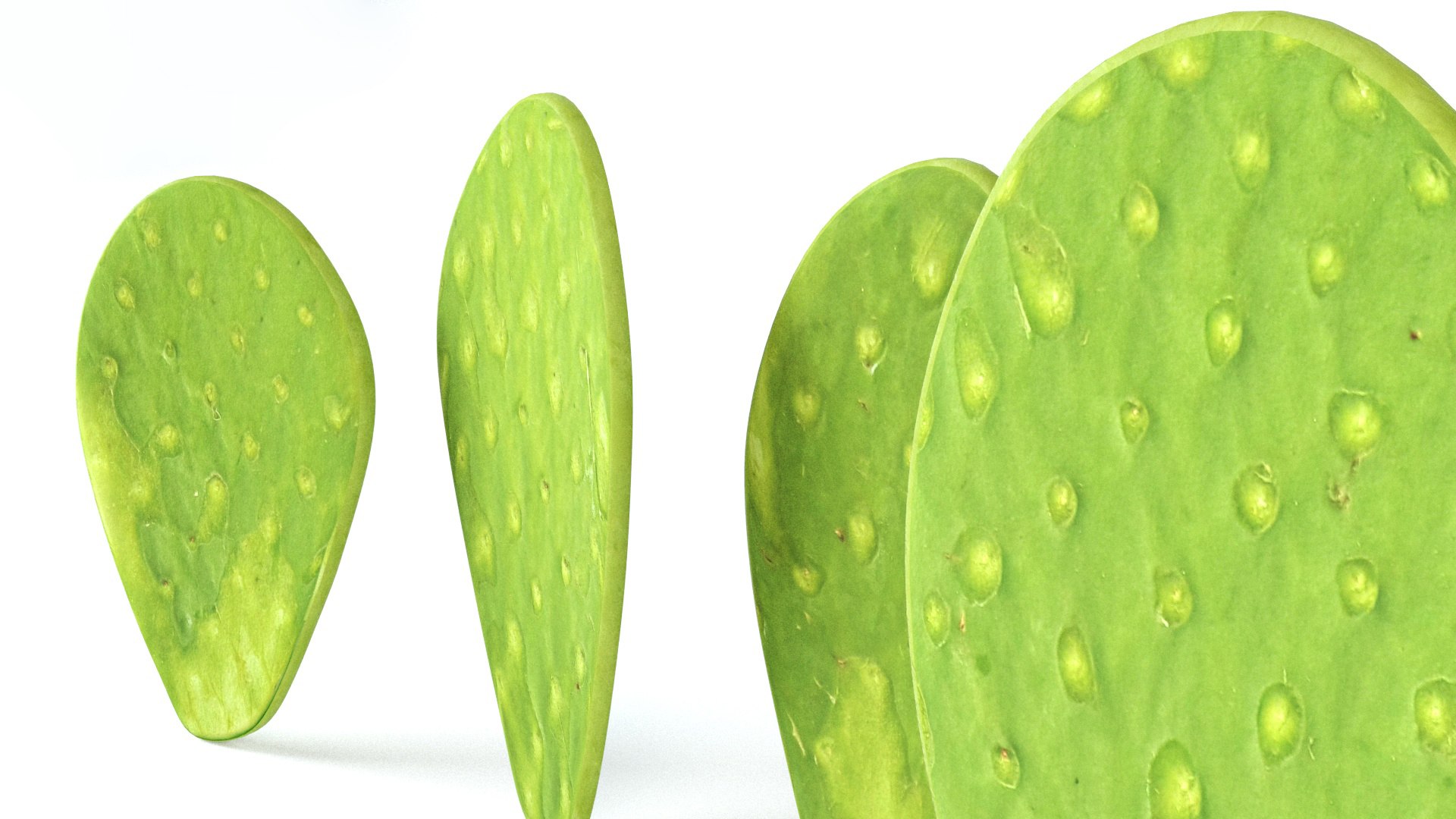 Fresh Mexican Nopal 3D Model - TurboSquid 2159456
