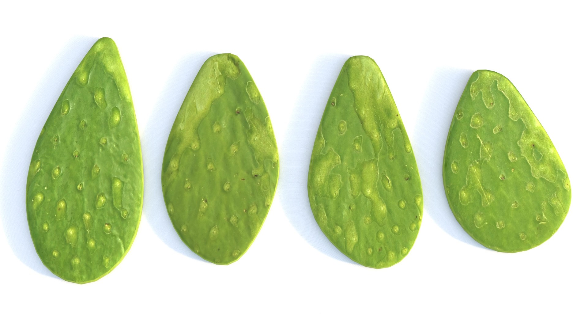 Fresh Mexican Nopal 3D Model - TurboSquid 2159456