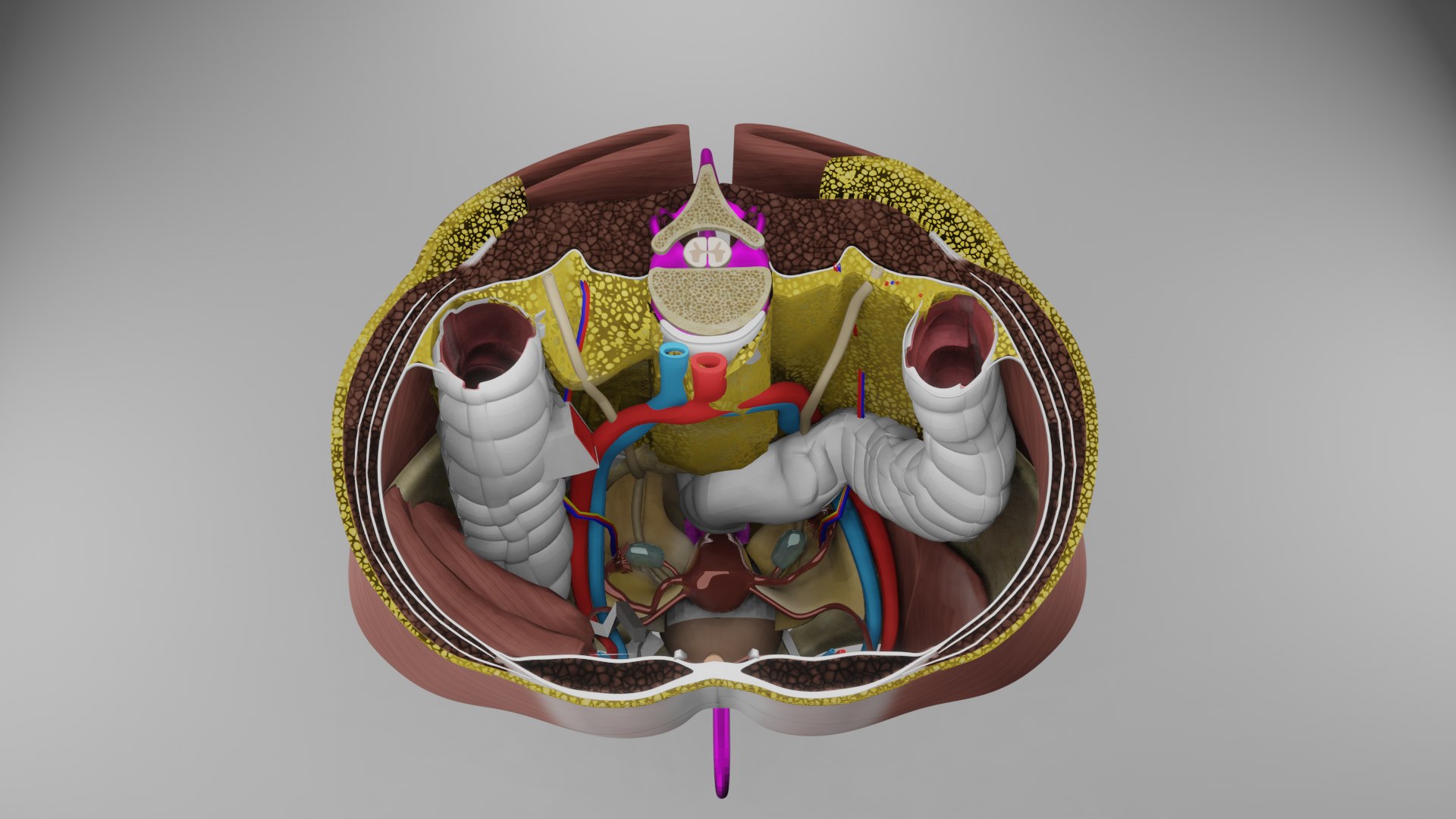 Pelvis And Perineum 3D Model - TurboSquid 1965349