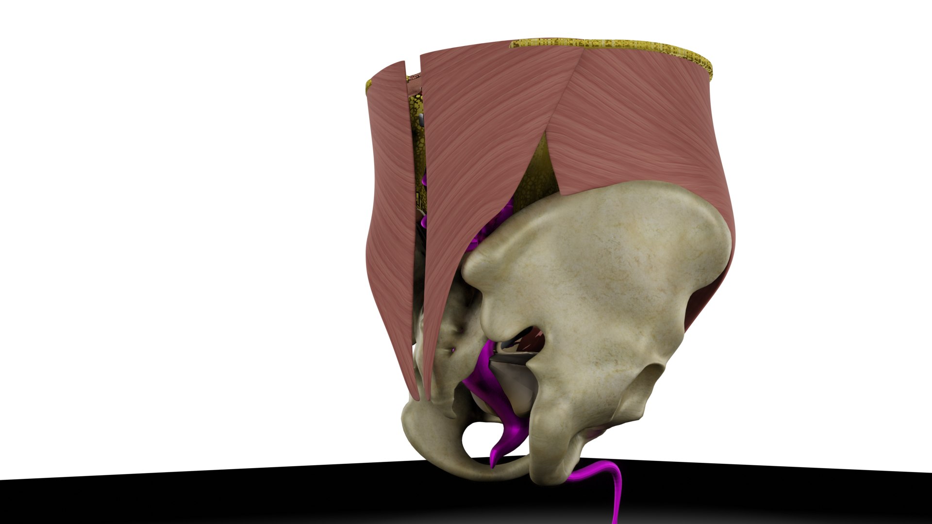 Pelvis And Perineum 3D Model - TurboSquid 1965349