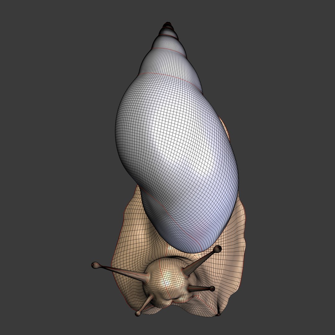 snail 3d obj