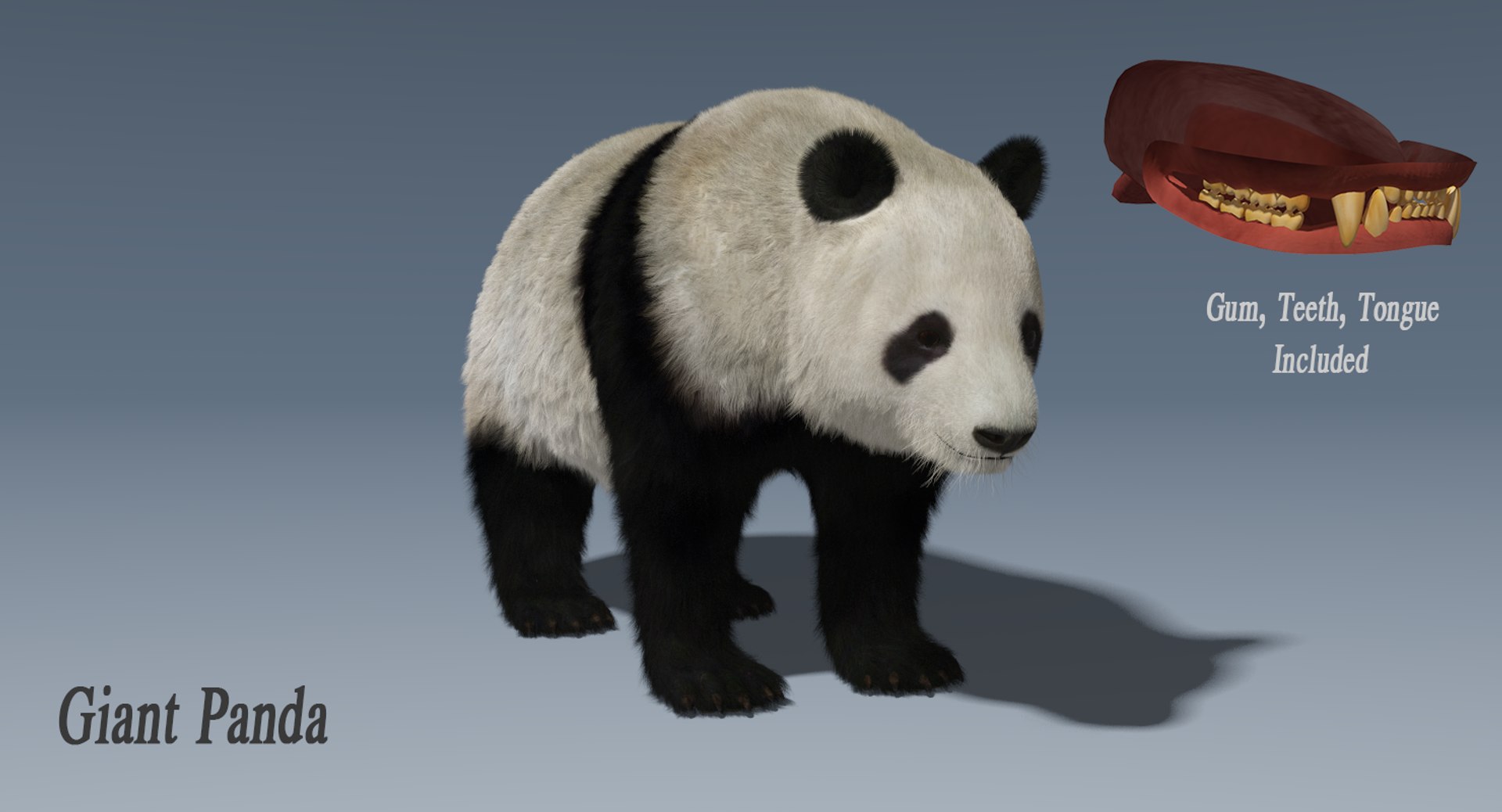 3D Giant Panda Fur Rigged - TurboSquid 1177786