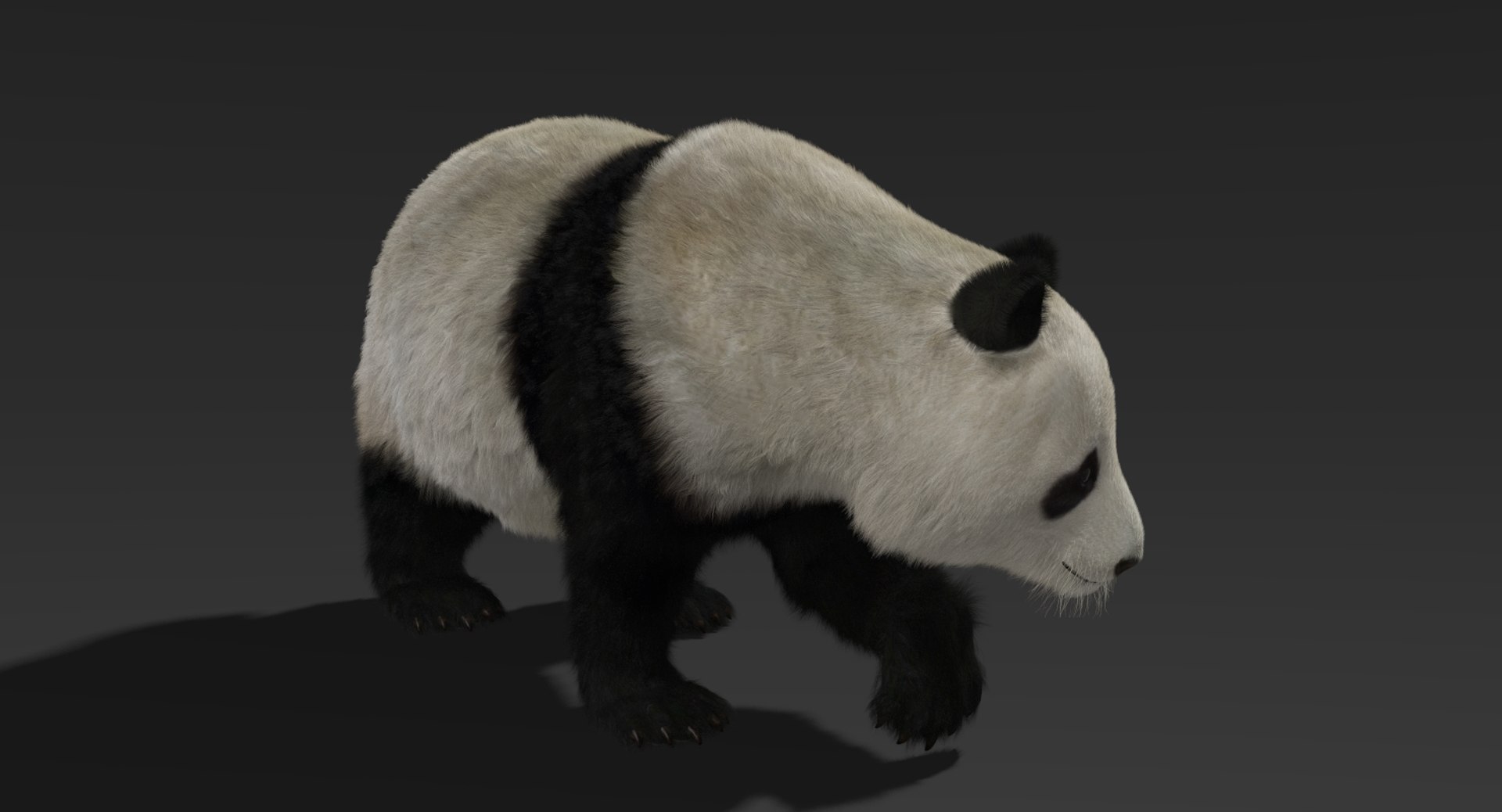3D Giant Panda Fur Rigged - TurboSquid 1177786