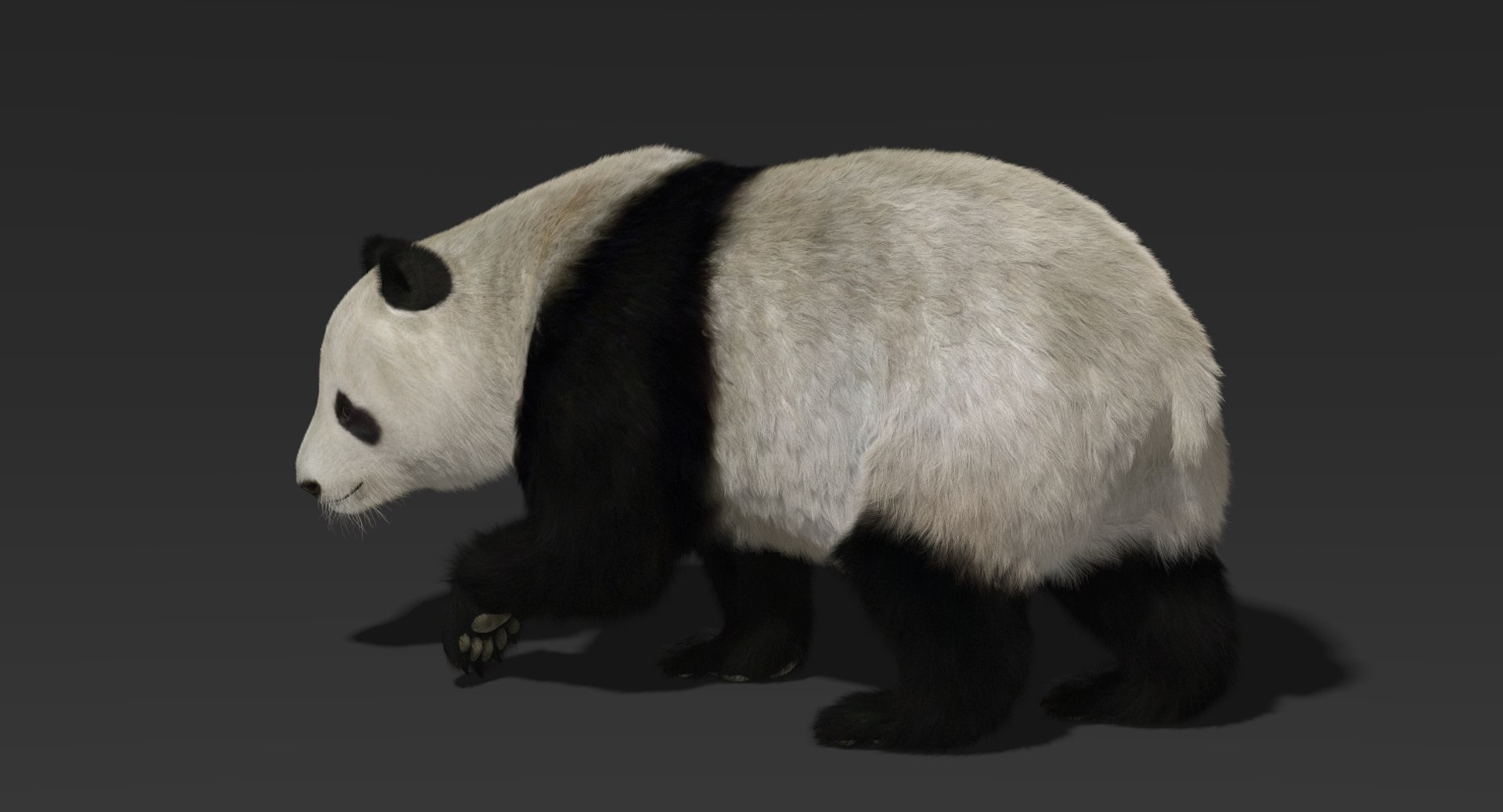 3D Giant Panda Fur Rigged - TurboSquid 1177786
