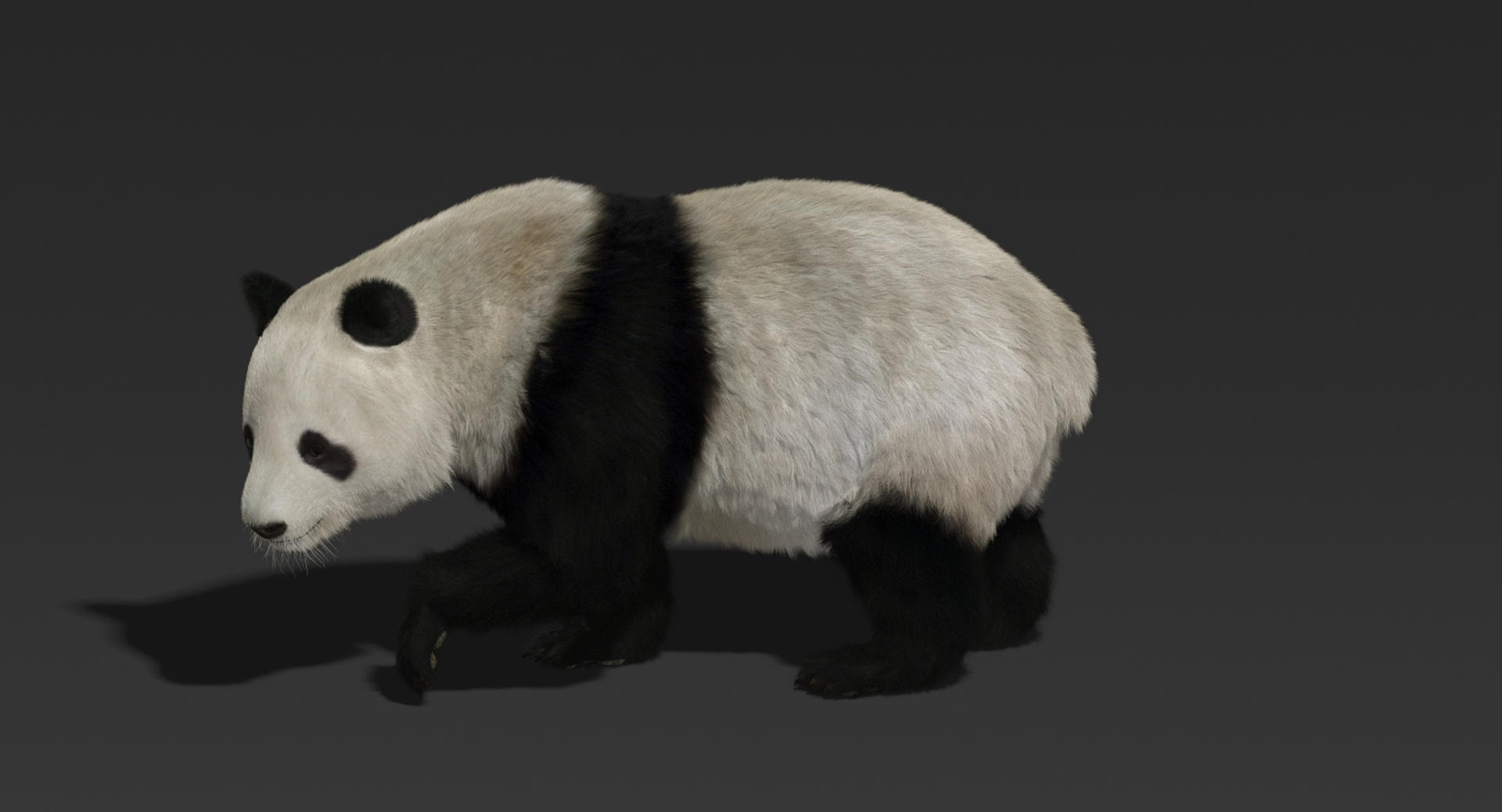 3D Giant Panda Fur Rigged - TurboSquid 1177786