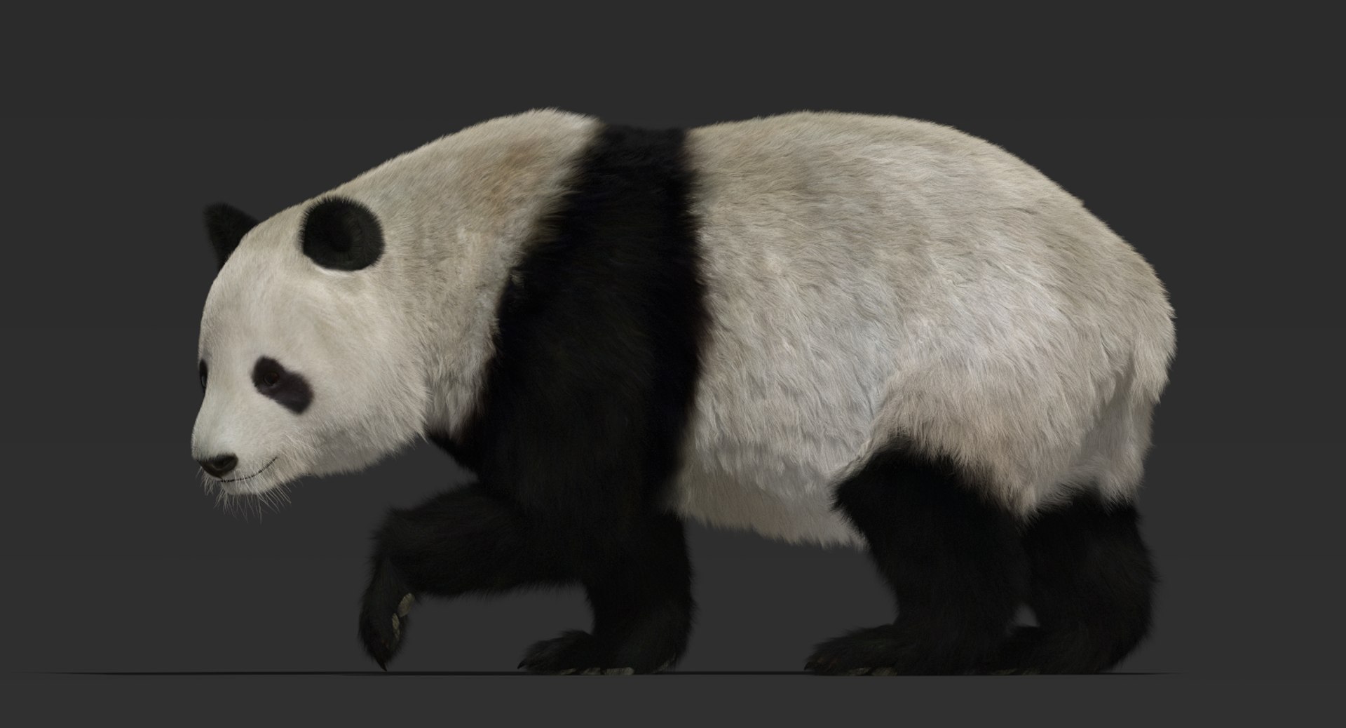 3D Giant Panda Fur Rigged - TurboSquid 1177786