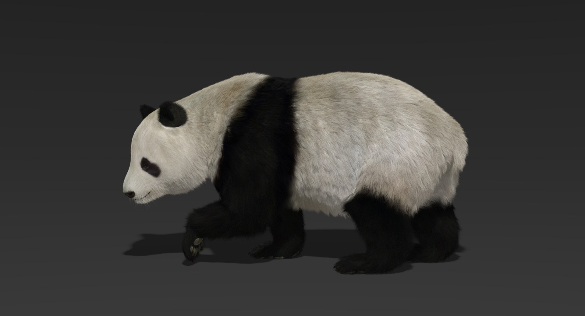 3D Giant Panda Fur Rigged - TurboSquid 1177786