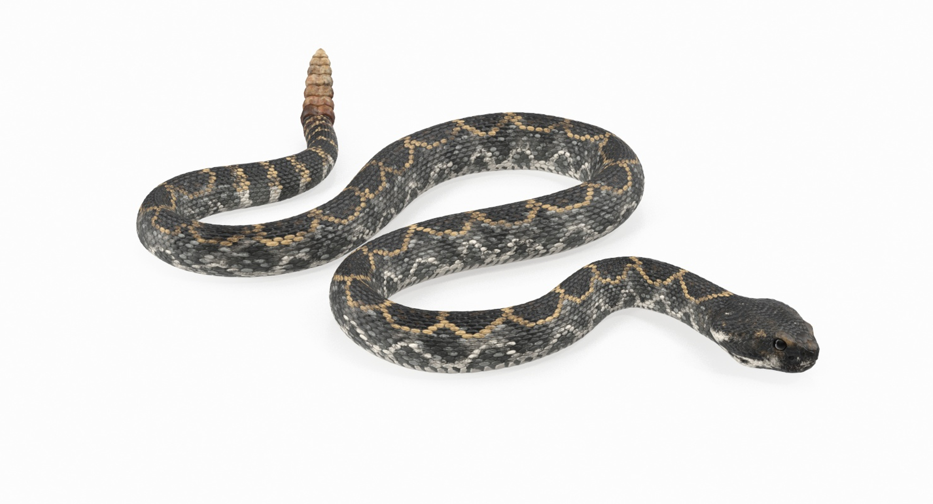 3D Dark Rattlesnake Crawling Pose - TurboSquid 1398398