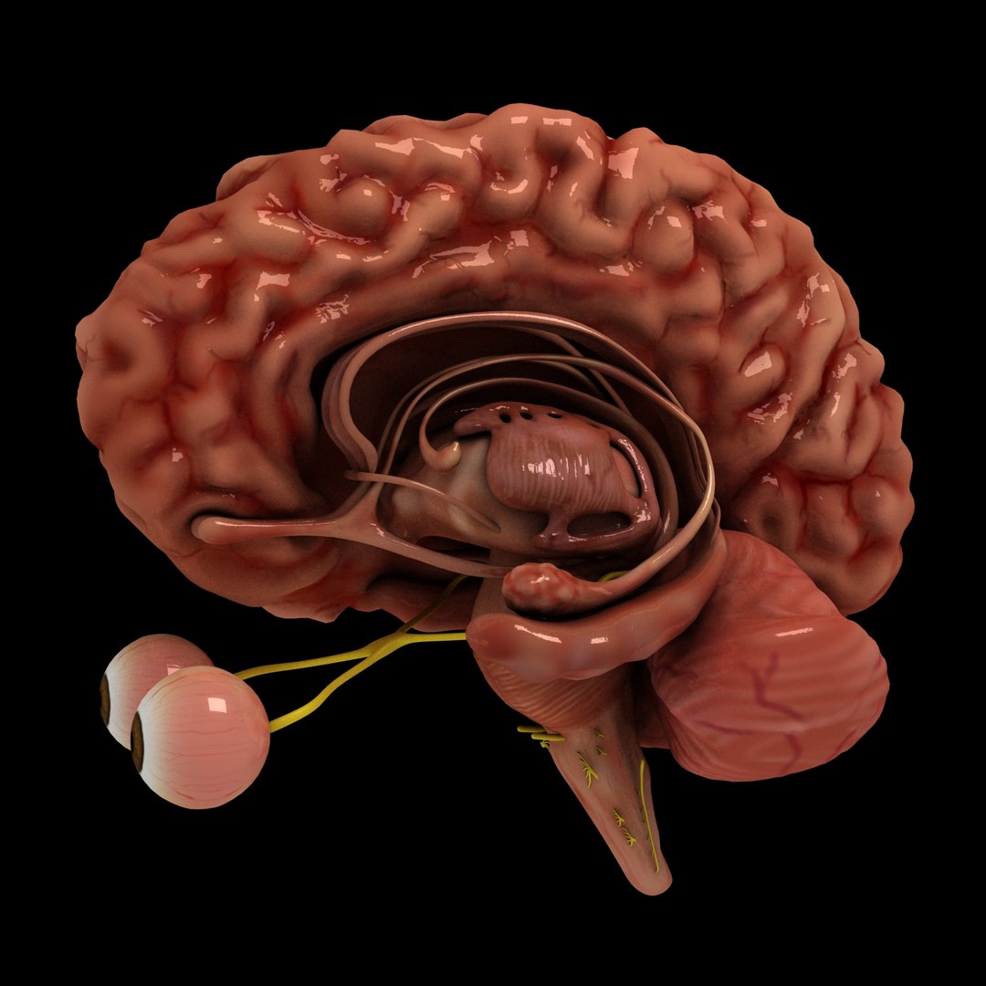 Max Brain Medical Nerves