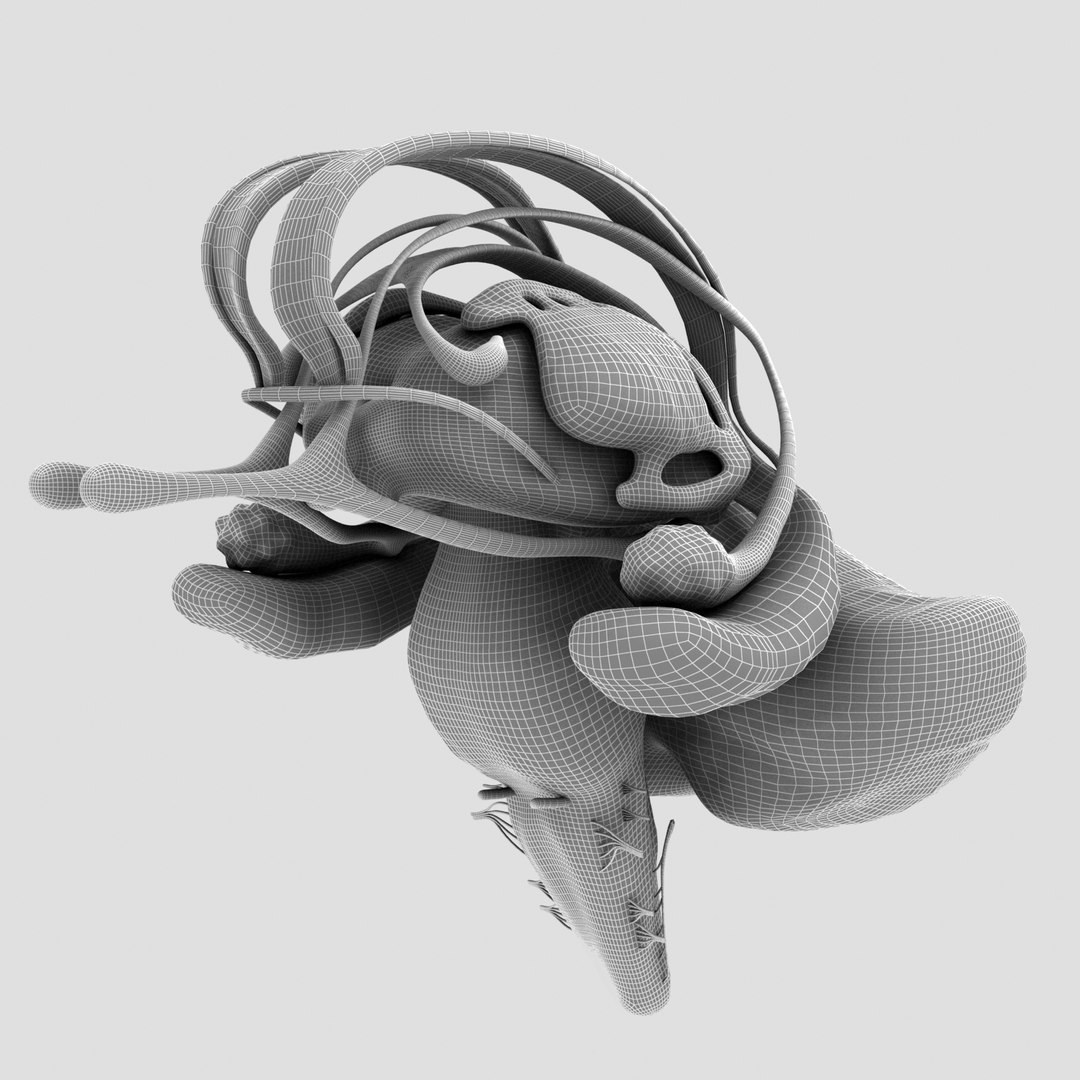 Max Brain Medical Nerves