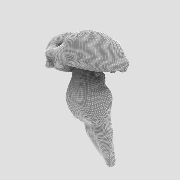 max brain medical nerves