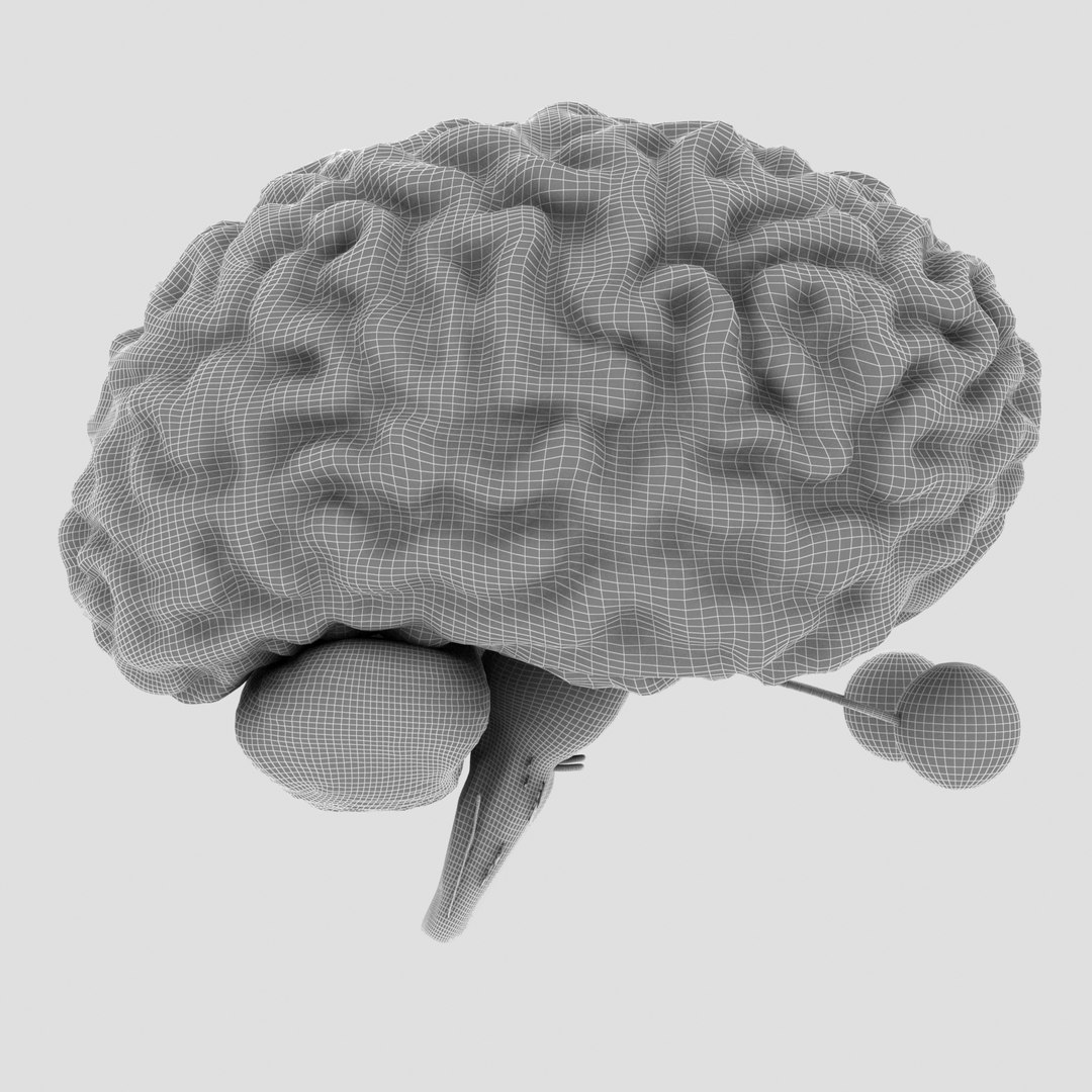 Max Brain Medical Nerves