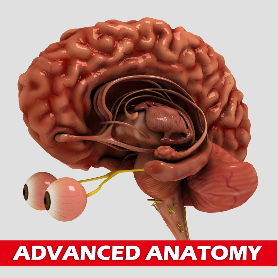 max brain medical nerves