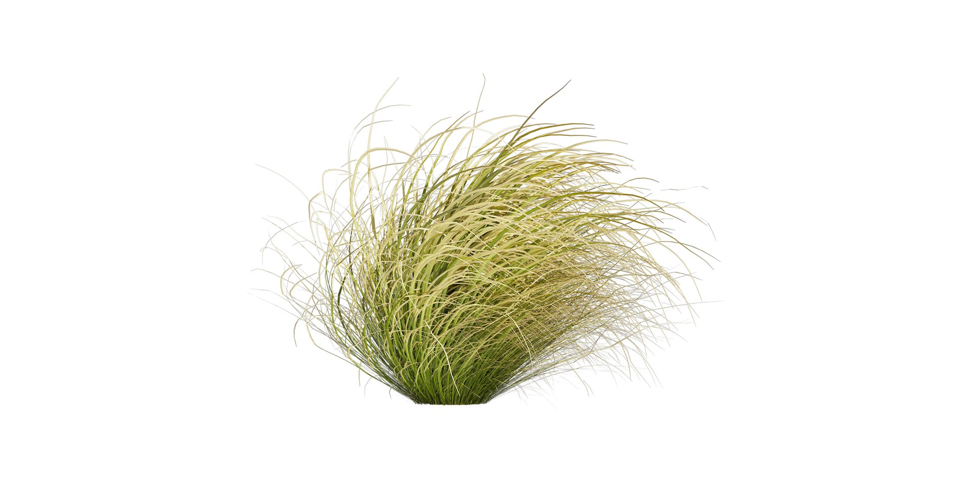 Collection Plant Vol 561 - Blender - Carex - Comans - Grass 3D Model ...