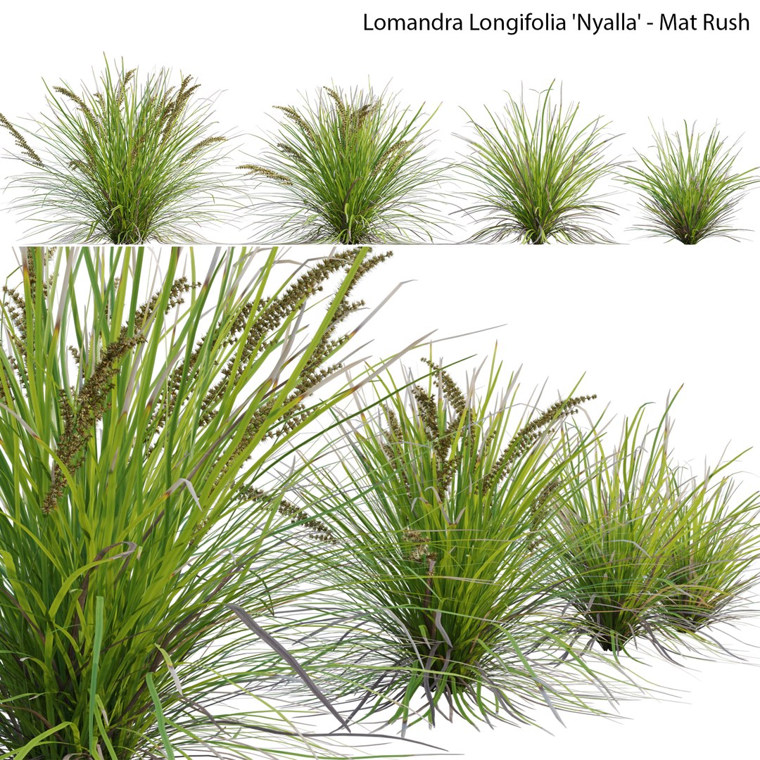 3D Lomandra Longifolia Nyalla - Mat Rush - TurboSquid 2074392