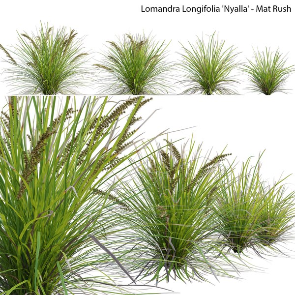 modelo 3d Lomandra Longifolia Nyalla - Mat Rush - TurboSquid 2074392