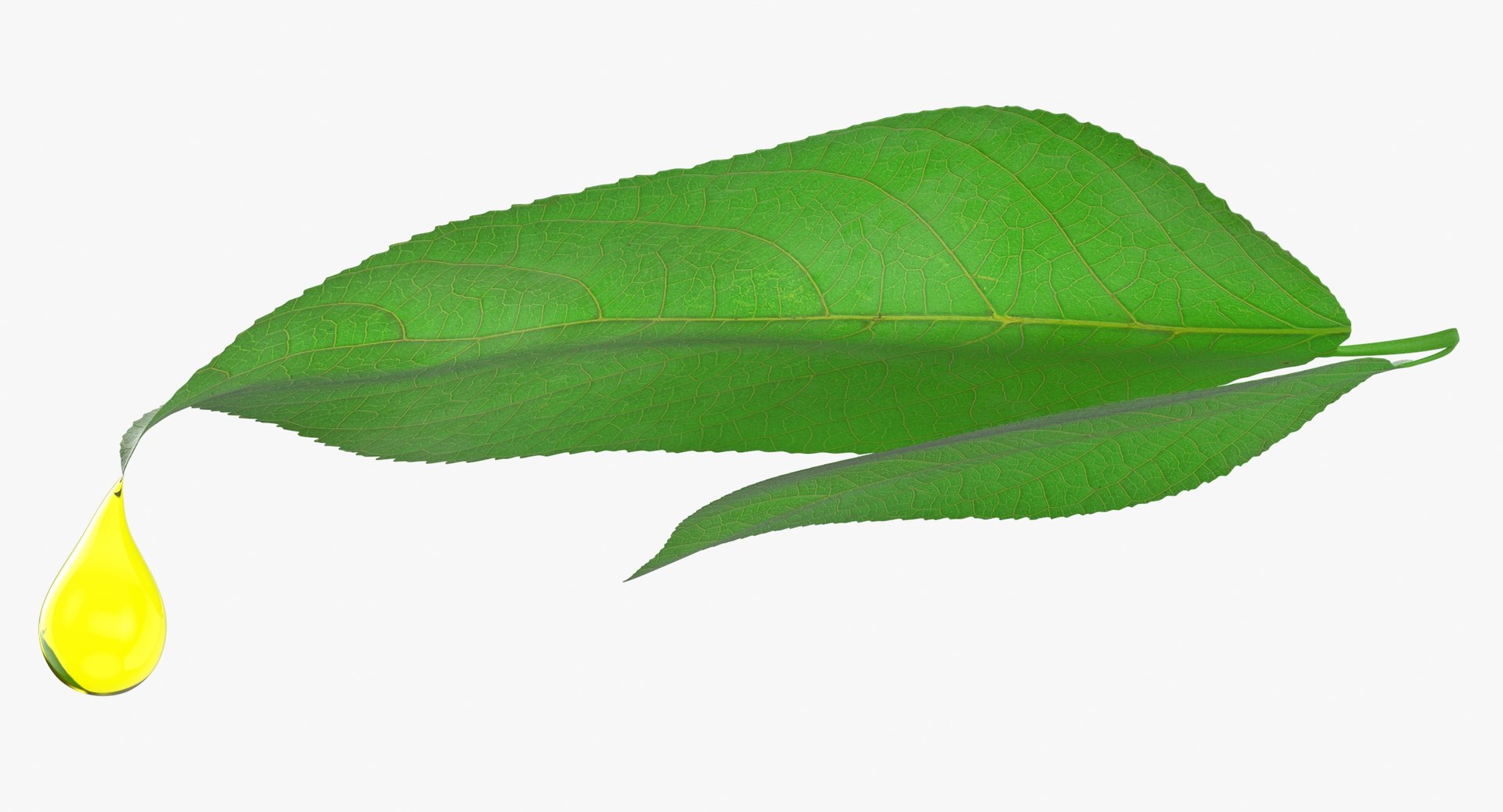 3D Model Oil Drop Leaf - TurboSquid 1536957