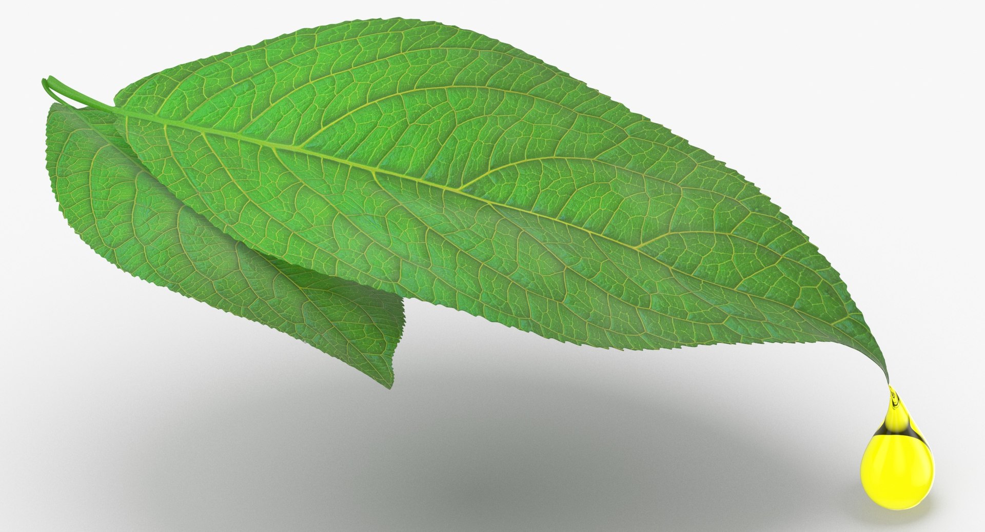 3D Model Oil Drop Leaf - TurboSquid 1536957
