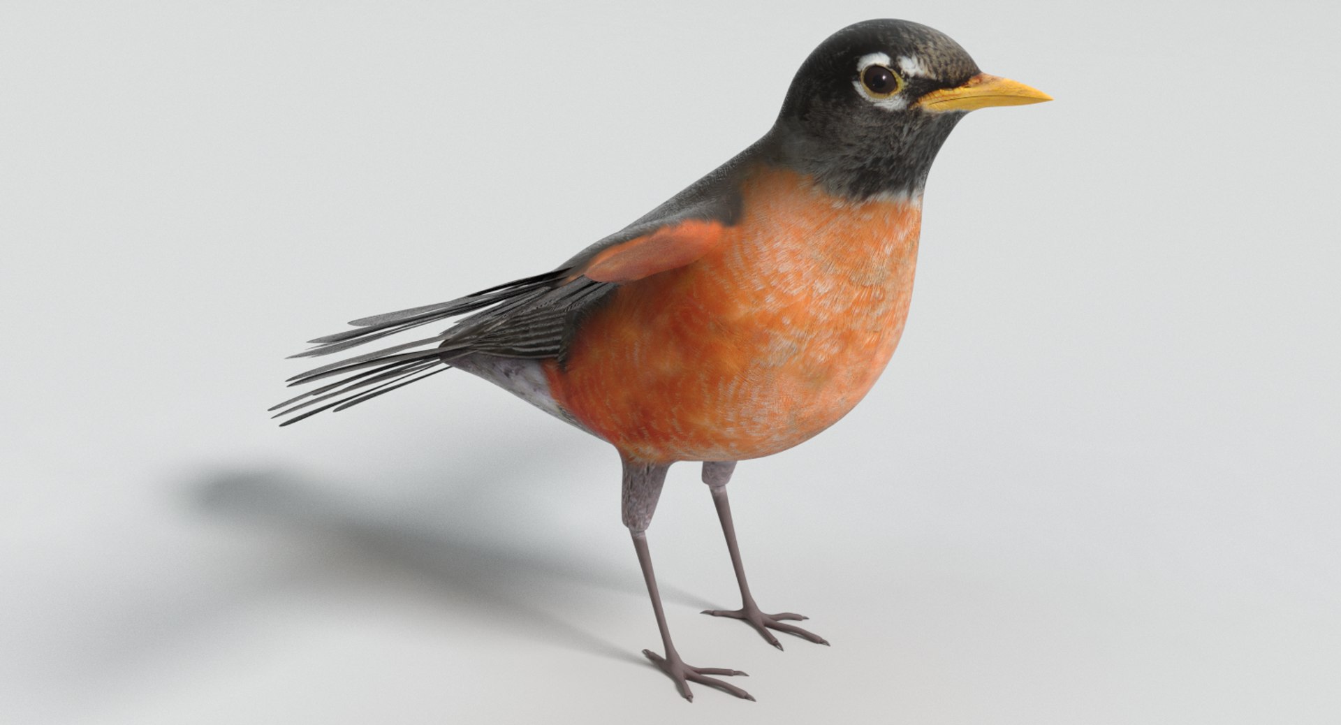 3D Model American Robin - TurboSquid 1174084