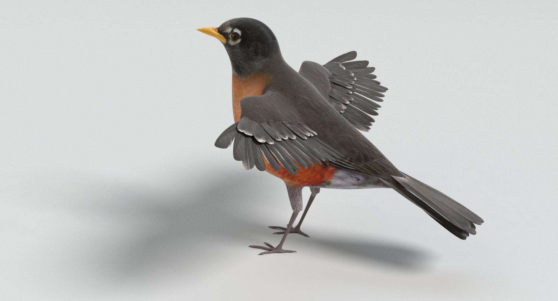 3D Model American Robin - TurboSquid 1174084