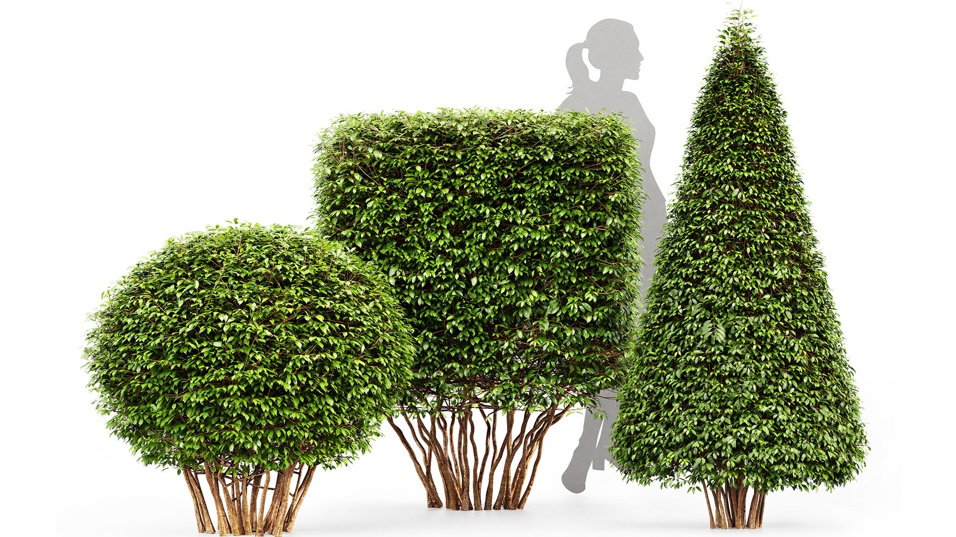Dwarf Yaupon Holly Spherical And Cone And Box Hedge 3D - TurboSquid 2245049