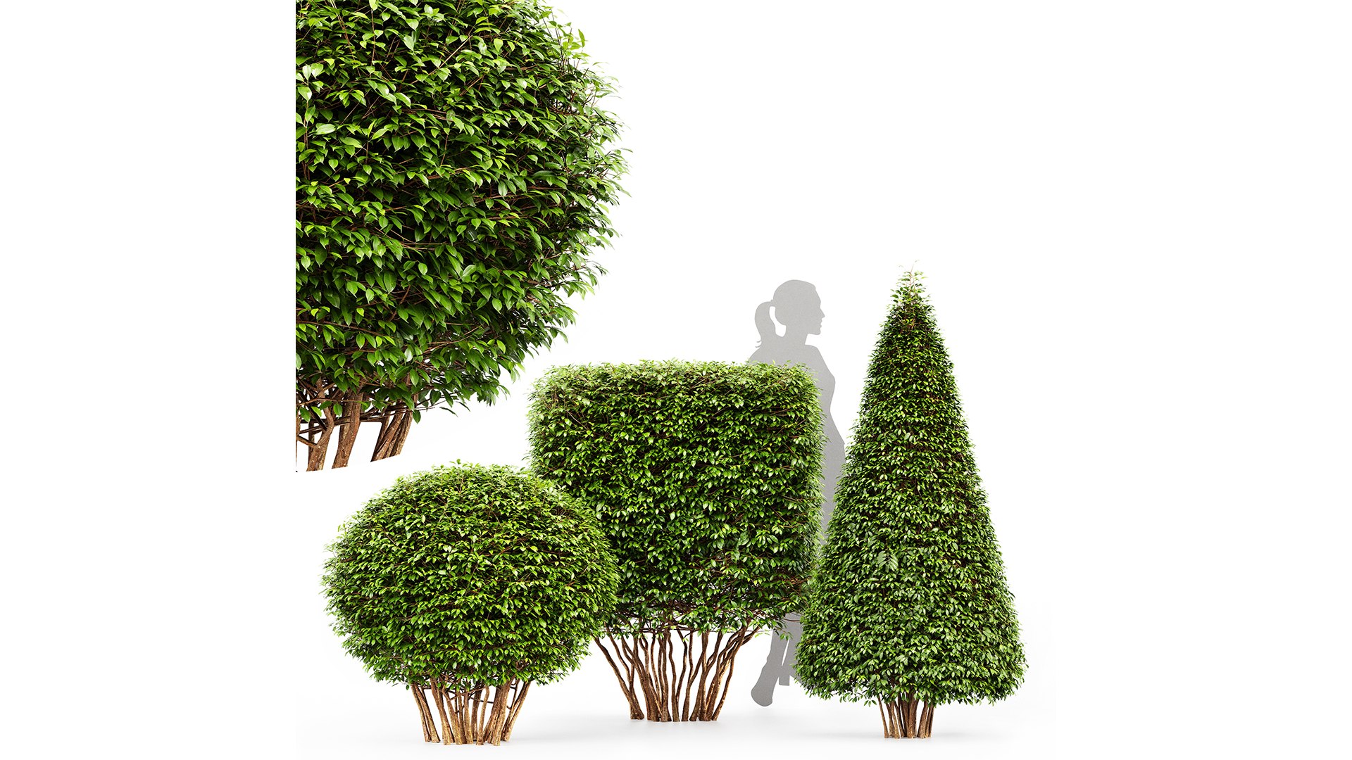 Dwarf Yaupon Holly Spherical And Cone And Box Hedge 3D - TurboSquid 2245049