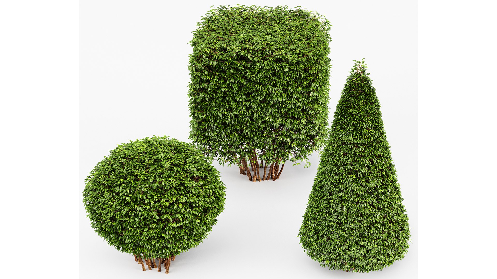 Dwarf Yaupon Holly Spherical And Cone And Box Hedge 3D - TurboSquid 2245049