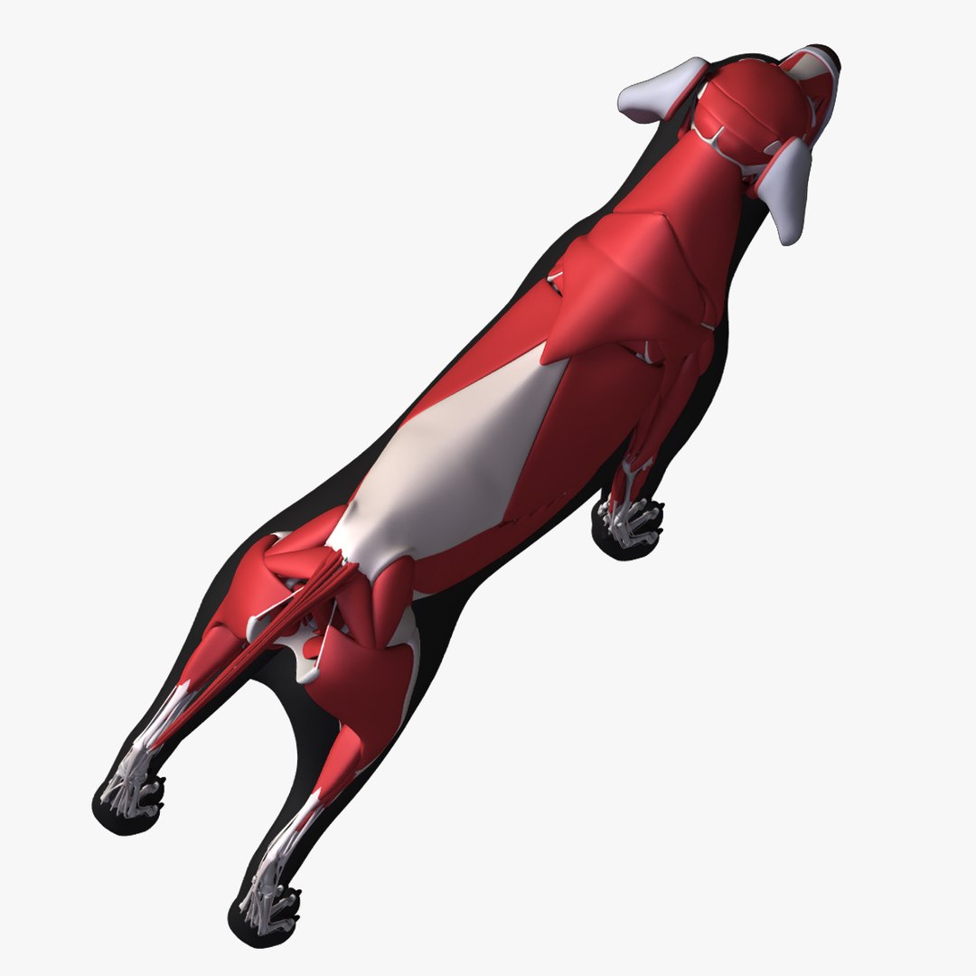 Skeleton Musculature 3D - TurboSquid 1332911