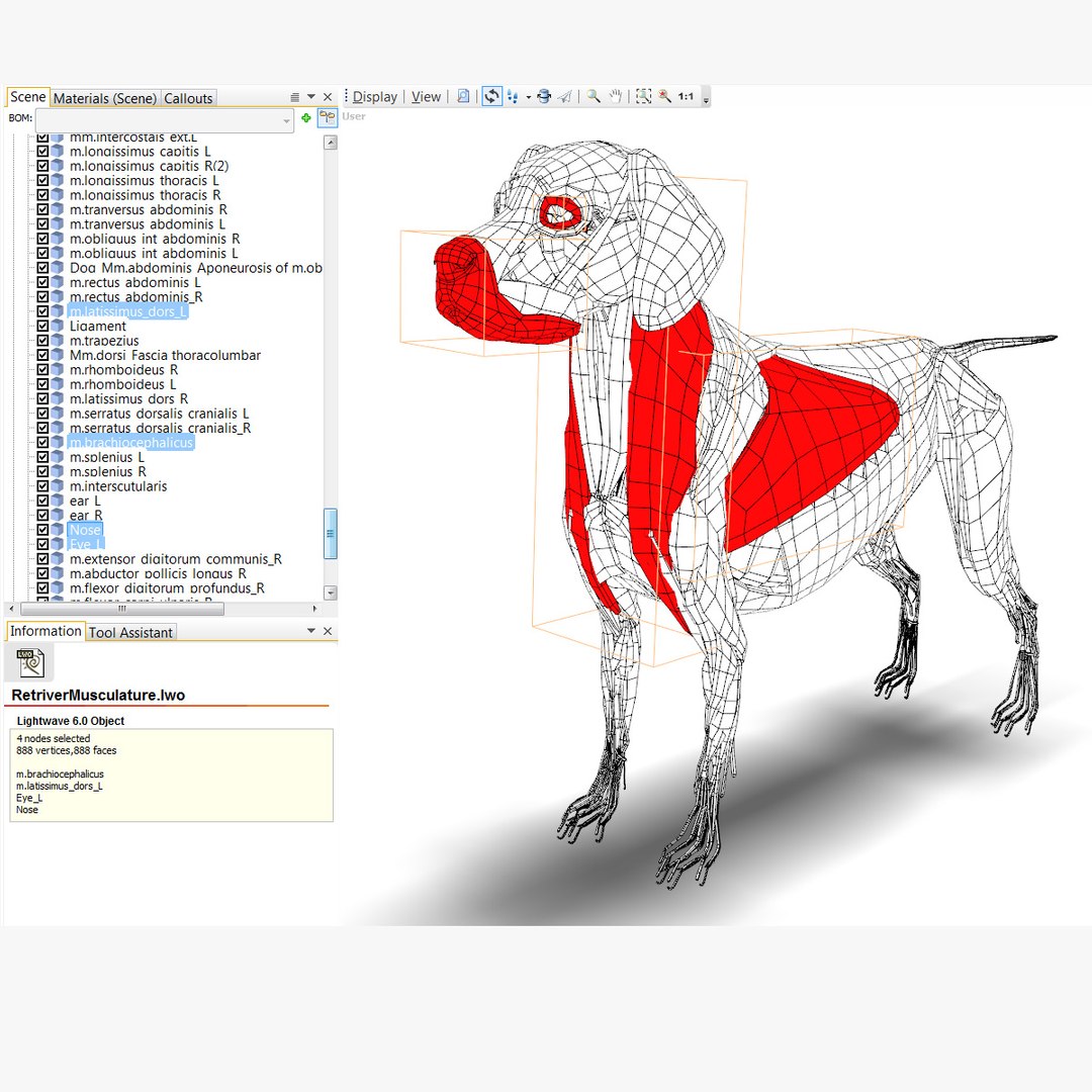 Skeleton Musculature 3D - TurboSquid 1332911