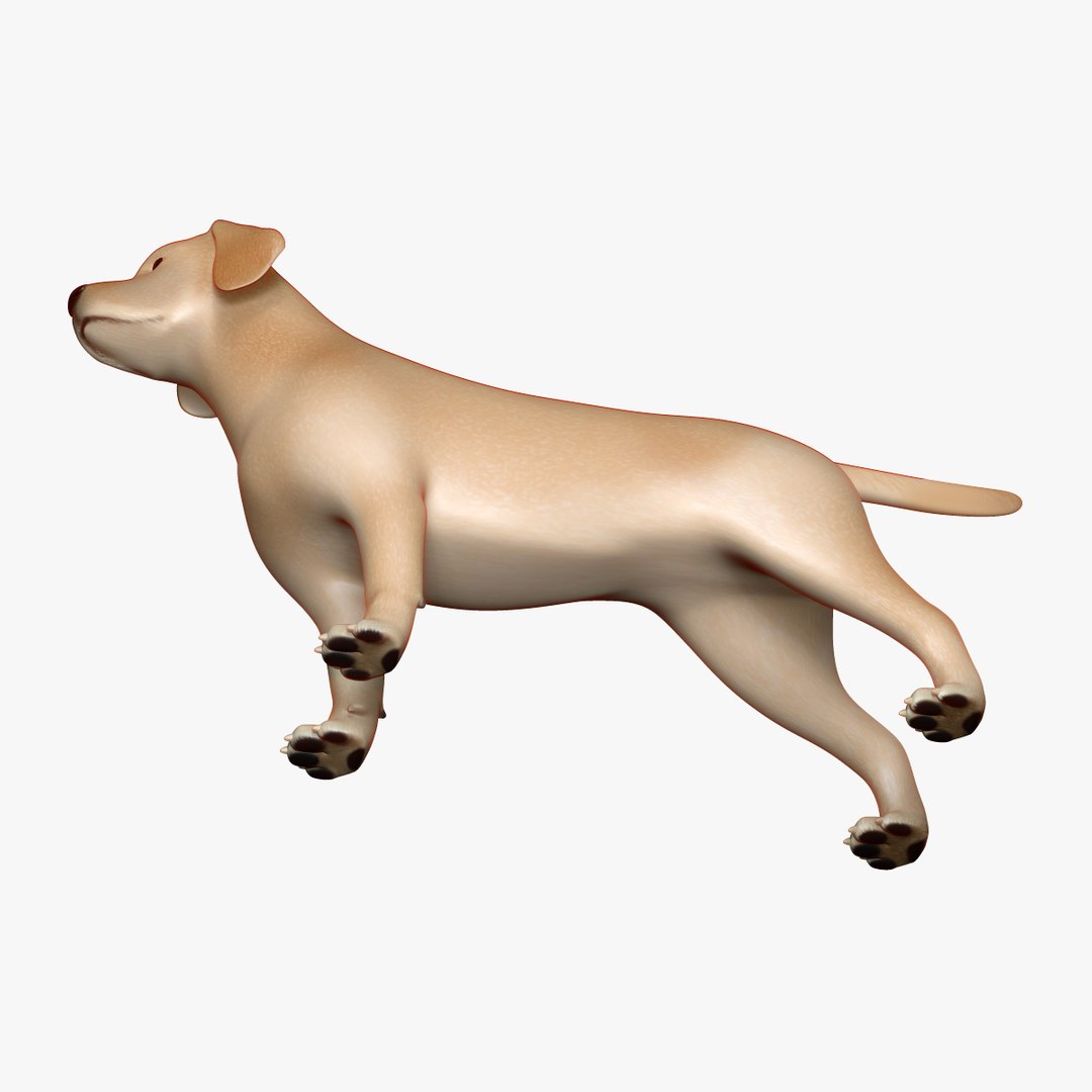 Skeleton Musculature 3D - TurboSquid 1332911