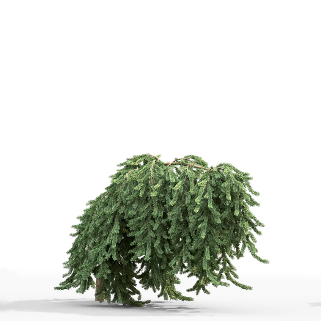 Picea Inversa 01 3D Model - TurboSquid 1715115