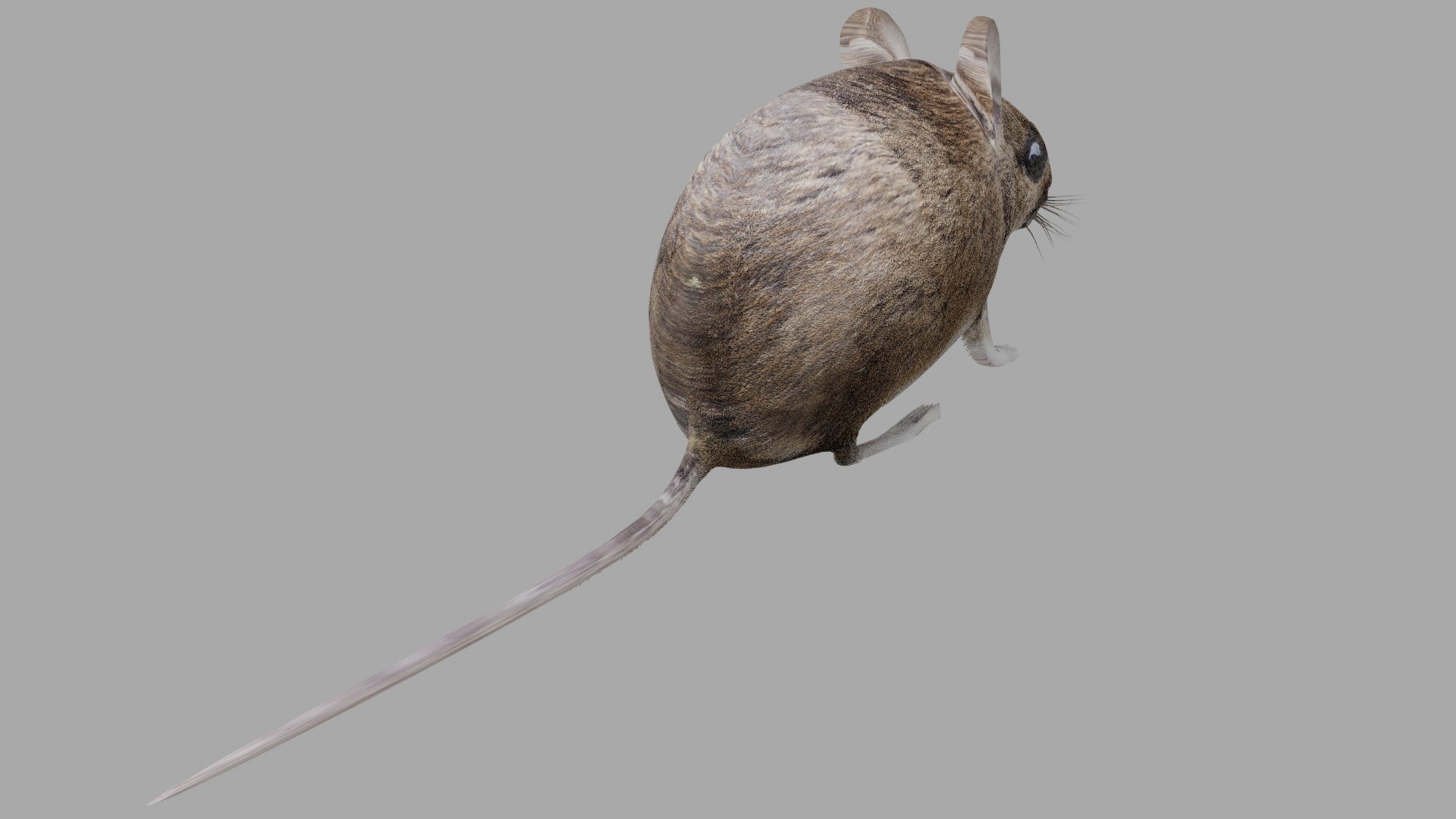 3D Mouse OBJ - TurboSquid 2077261