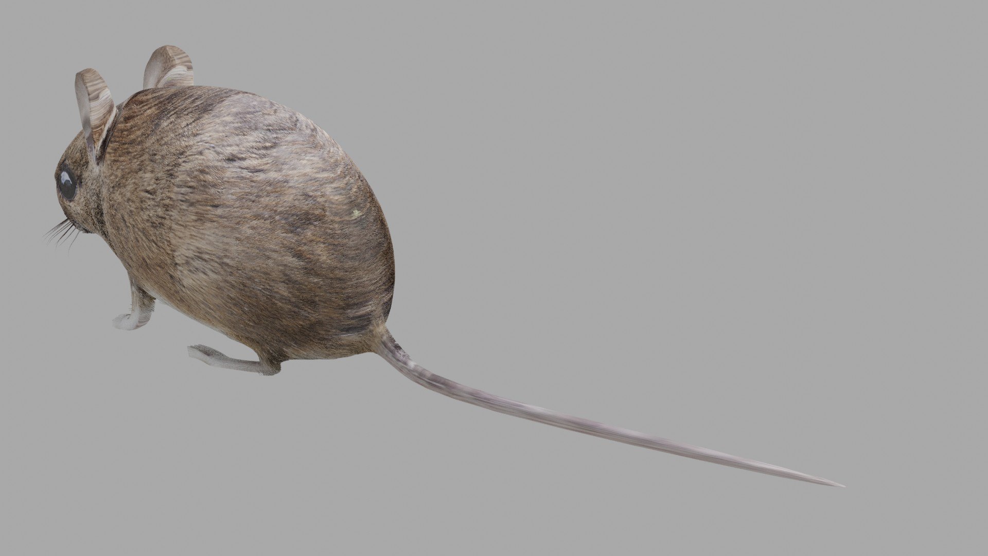 3D Mouse OBJ - TurboSquid 2077261