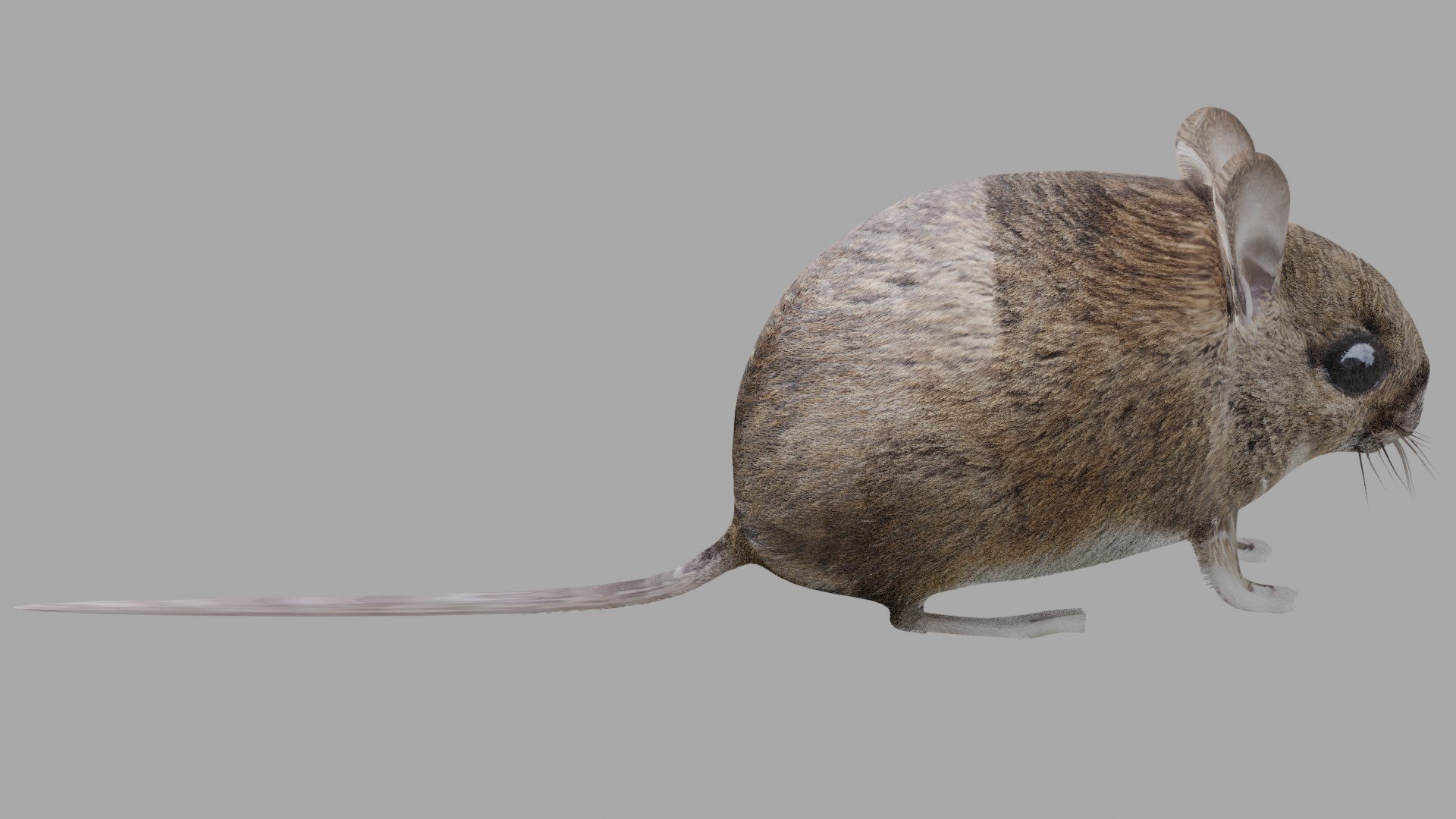 3D Mouse OBJ - TurboSquid 2077261