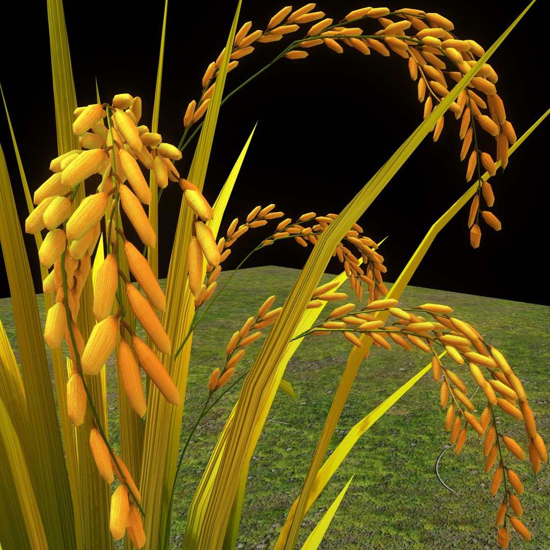 3d Oryza Sativa