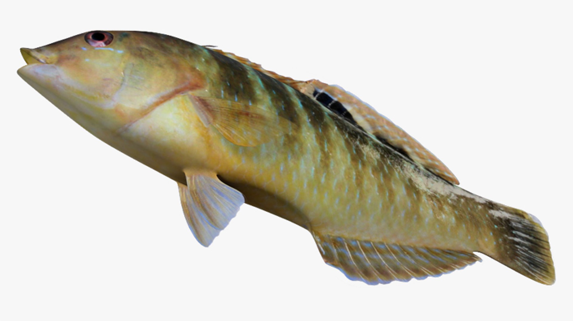 Banded Wrasse 3d Ma