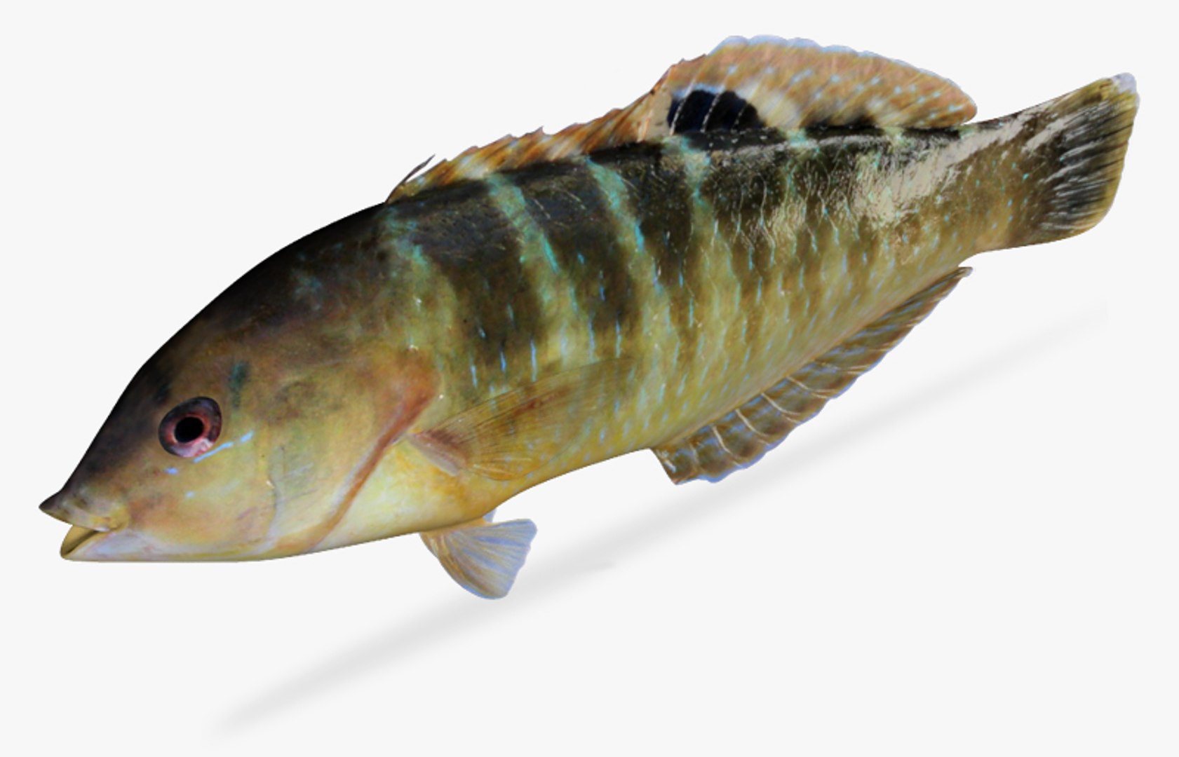 Banded Wrasse 3d Ma