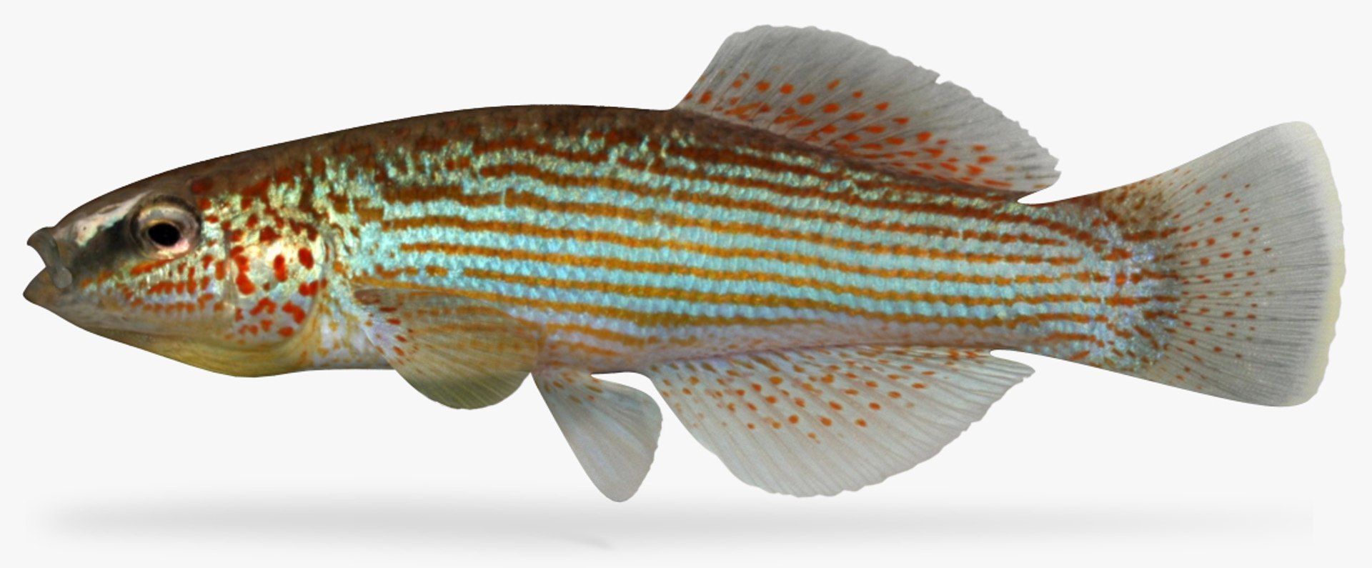 3D Model Fundulus Catenatus Northern Studfish - TurboSquid 1170842