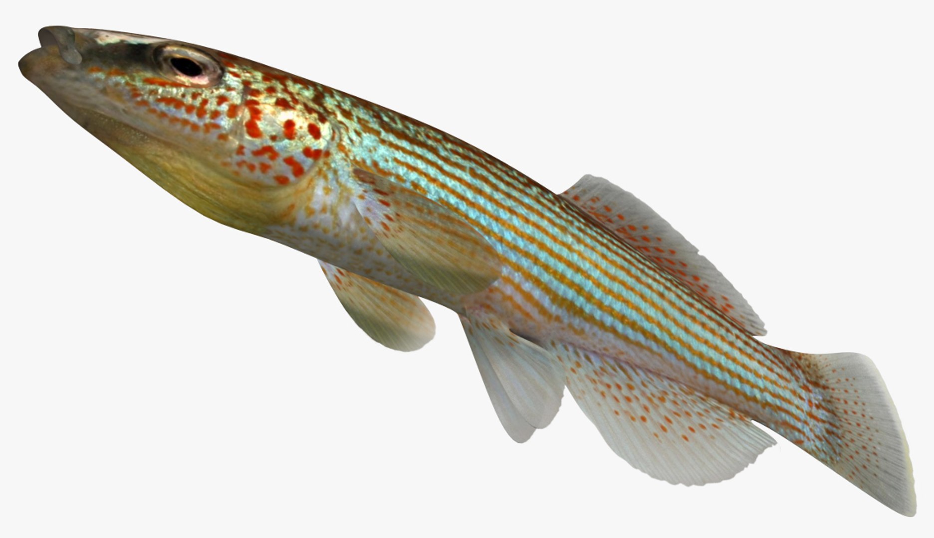 3D Model Fundulus Catenatus Northern Studfish - TurboSquid 1170842