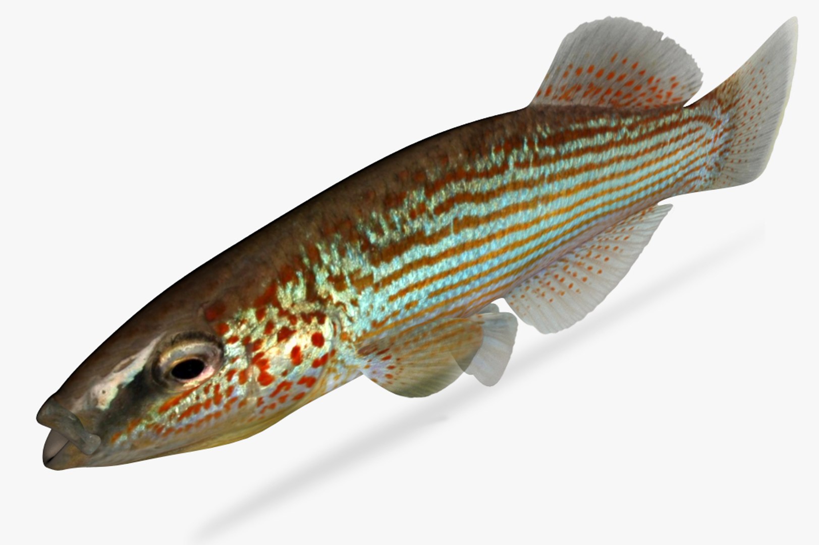 3D Model Fundulus Catenatus Northern Studfish - TurboSquid 1170842